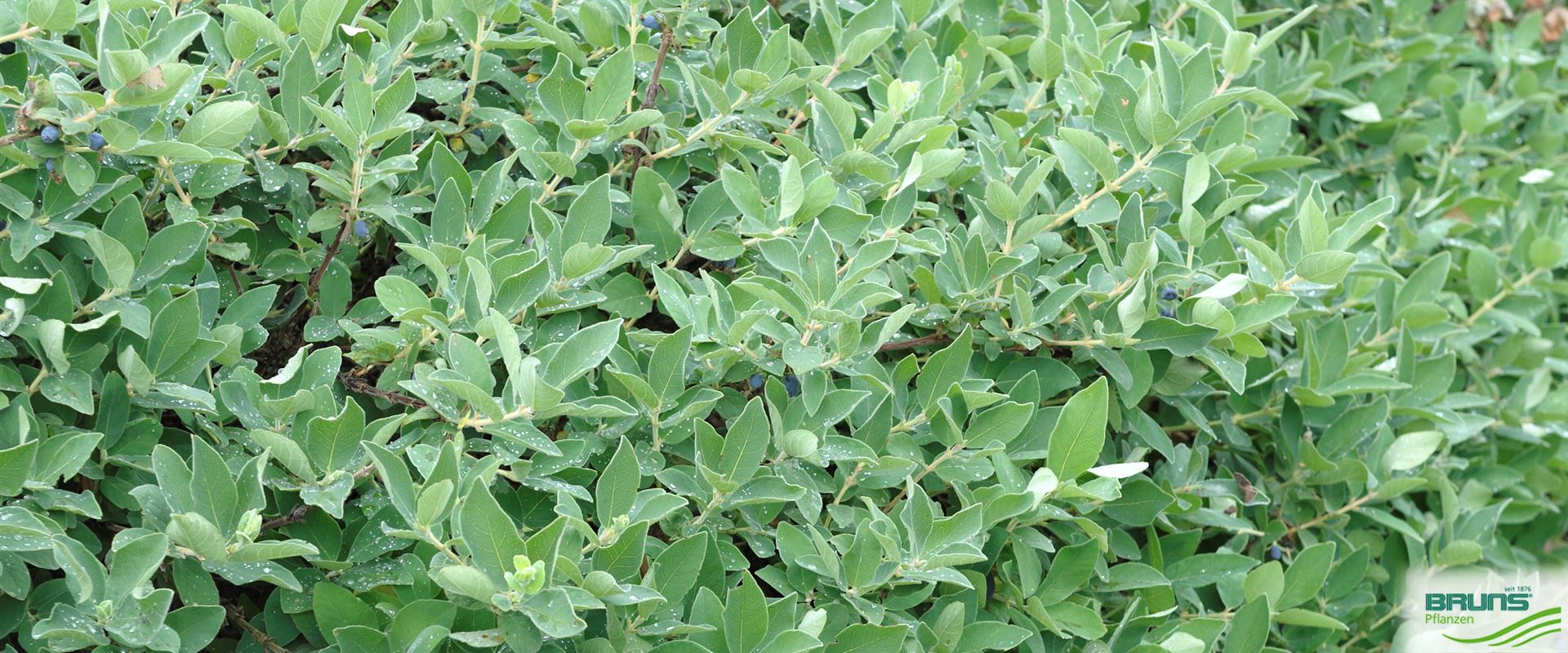 Lonicera kamtschatika 'Blue Velvet' von Bruns Pflanzen