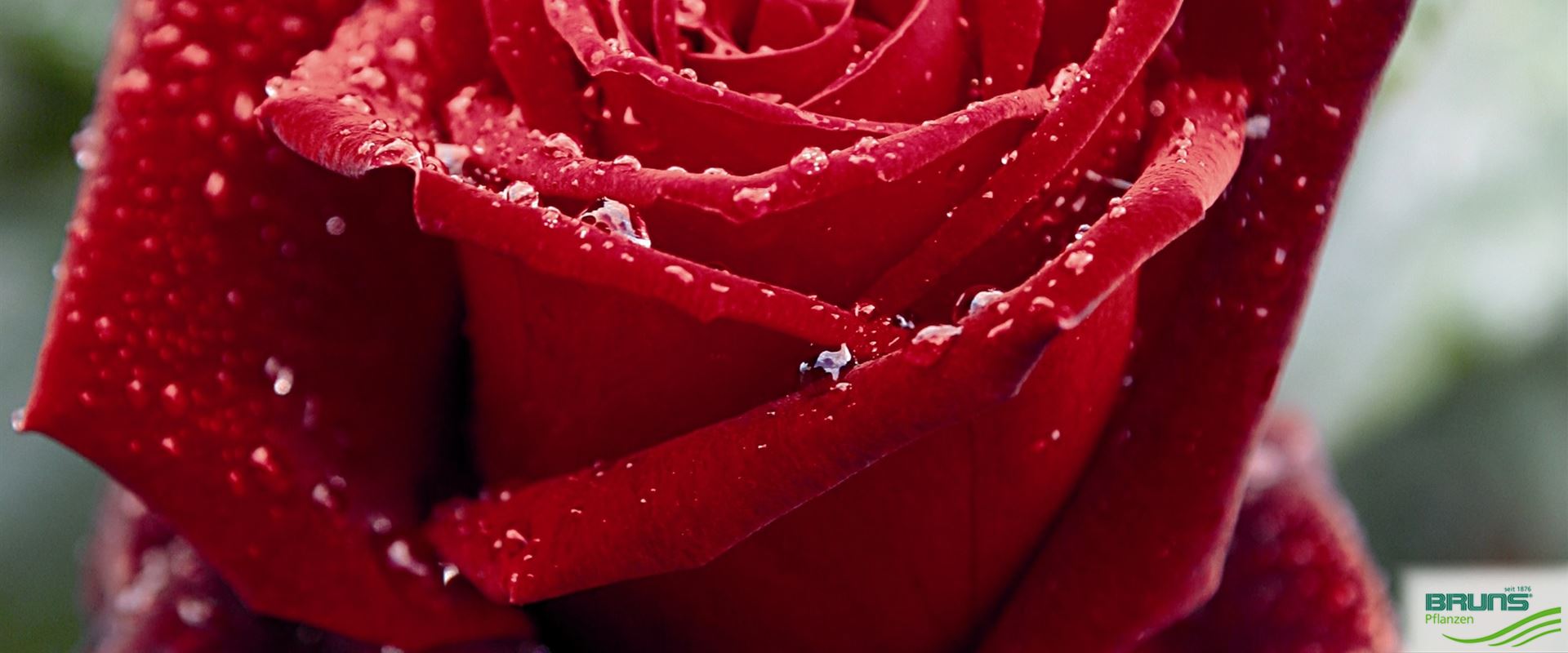 Edelrose 'Barkarole' (R) von Bruns Pflanzen