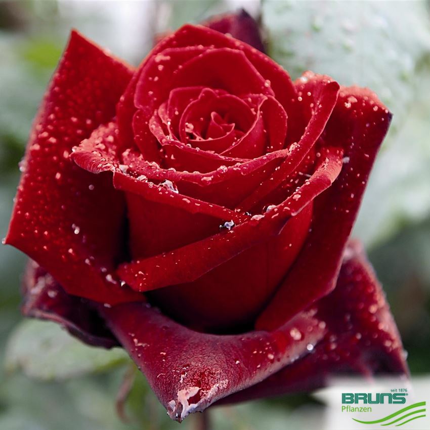 Edelrose 'Barkarole' (R) von Bruns Pflanzen