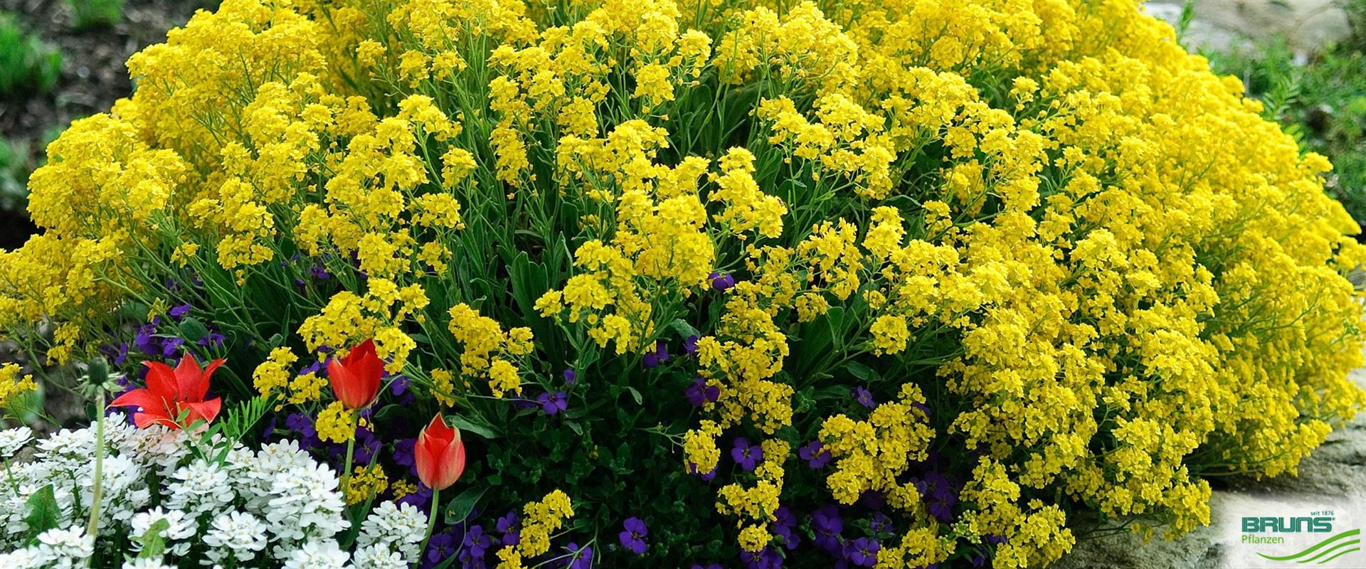 Alyssum saxatile 'Compactum' von Bruns Pflanzen