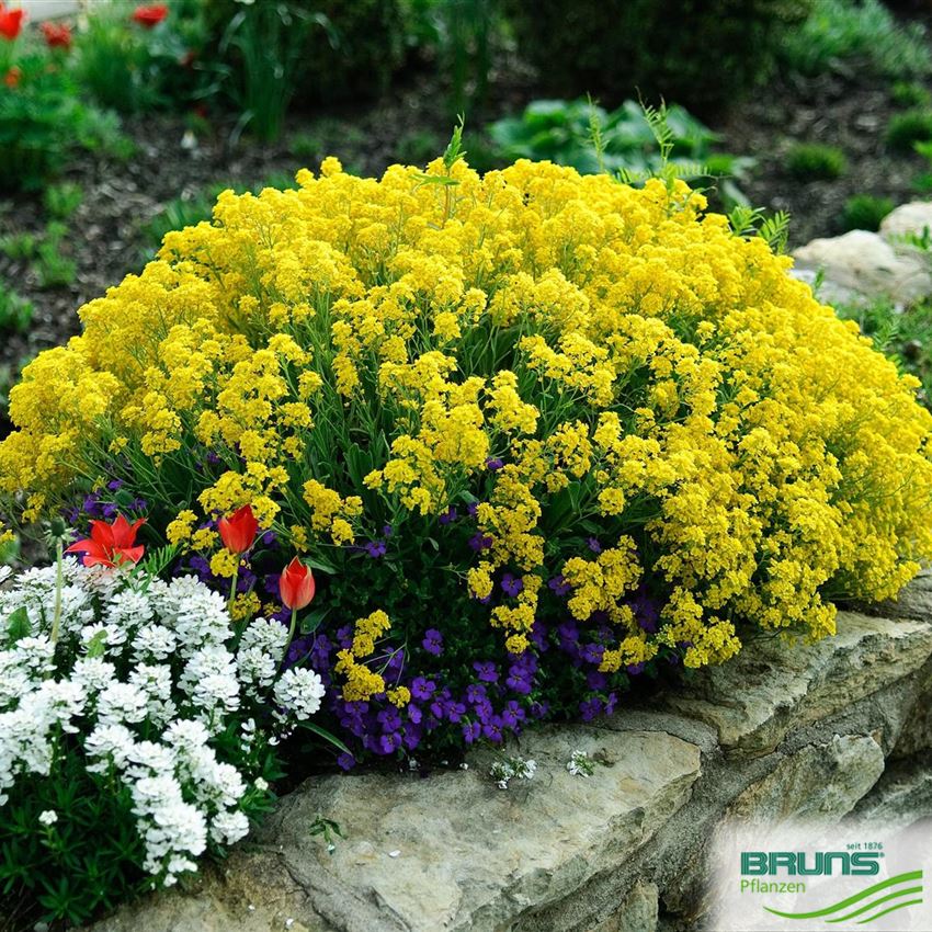 Alyssum saxatile 'Compactum' von Bruns Pflanzen