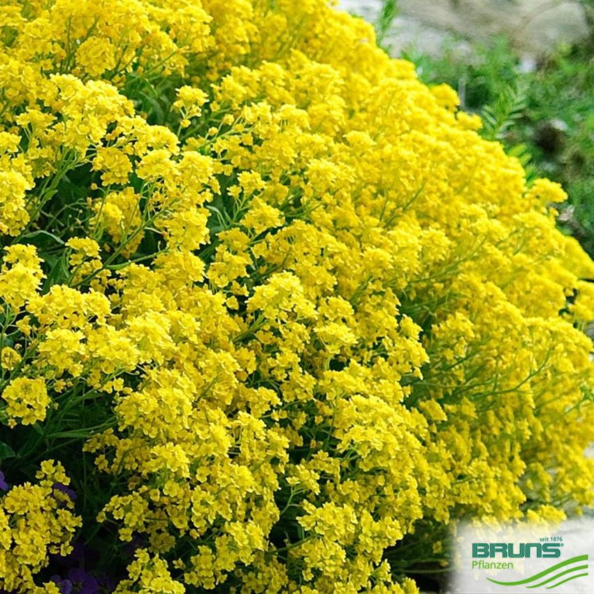 Alyssum saxatile 'Compactum' von Bruns Pflanzen