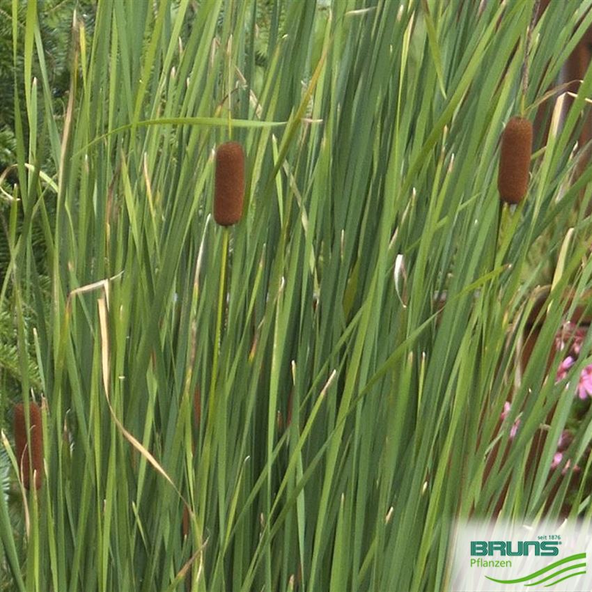 Typha latifolia, Breitblättriger Rohrkolben von Bruns Pflanzen
