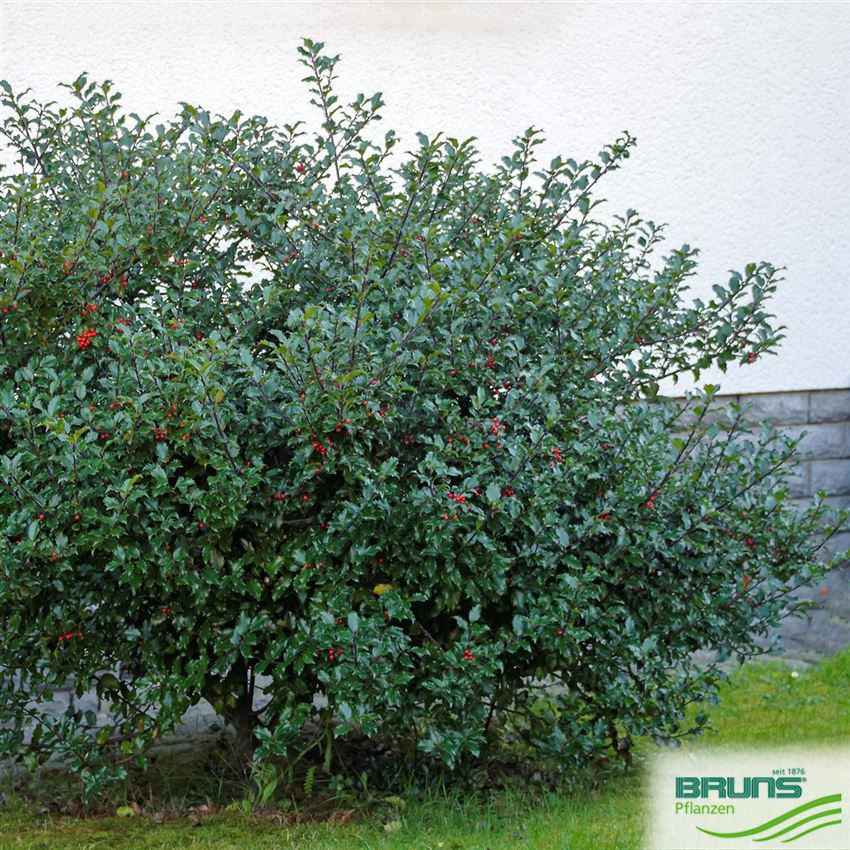 Ilex meserveae 'Blue Princess' (R) von Bruns Pflanzen