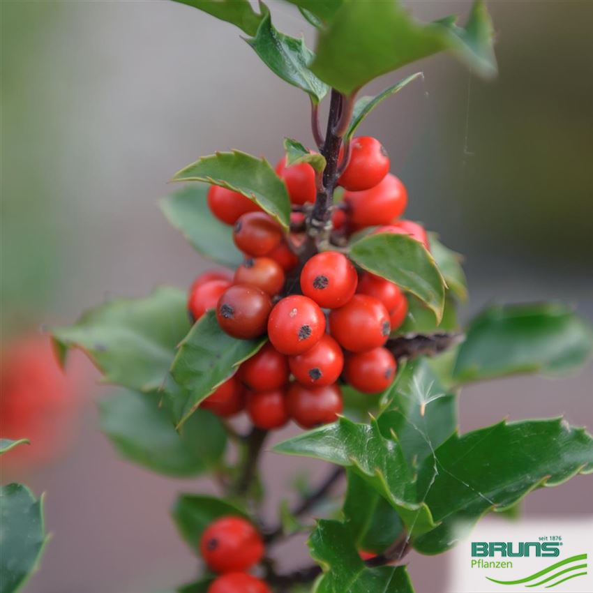 Ilex meserveae 'Blue Princess' (R) von Bruns Pflanzen