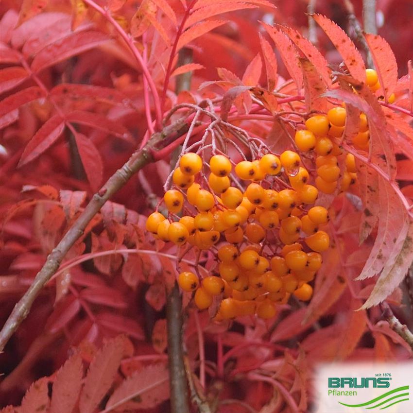 Sorbus aucuparia 'Autumn Spire' (R) von Bruns Pflanzen