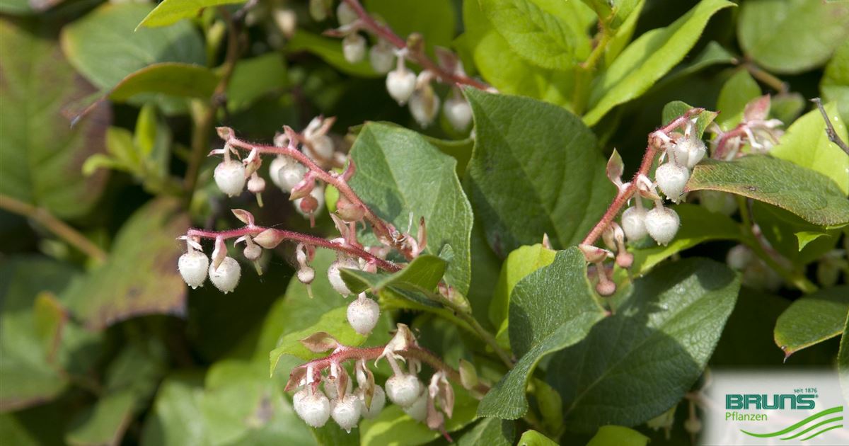Gaultheria shallon, Shallon von Bruns Pflanzen