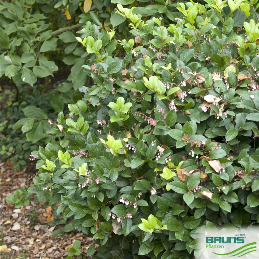 Gaultheria shallon, Shallon von Bruns Pflanzen