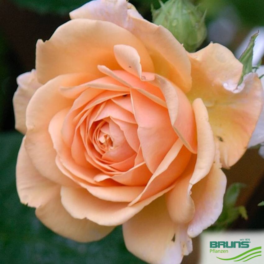 Strauchrose 'Charles Austin' (R) von Bruns Pflanzen