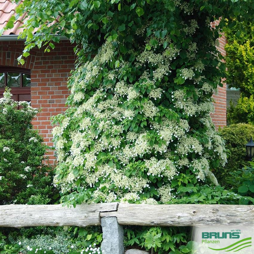 Hydrangea petiolaris, Japanese climbing hydrangea von Bruns Pflanzen