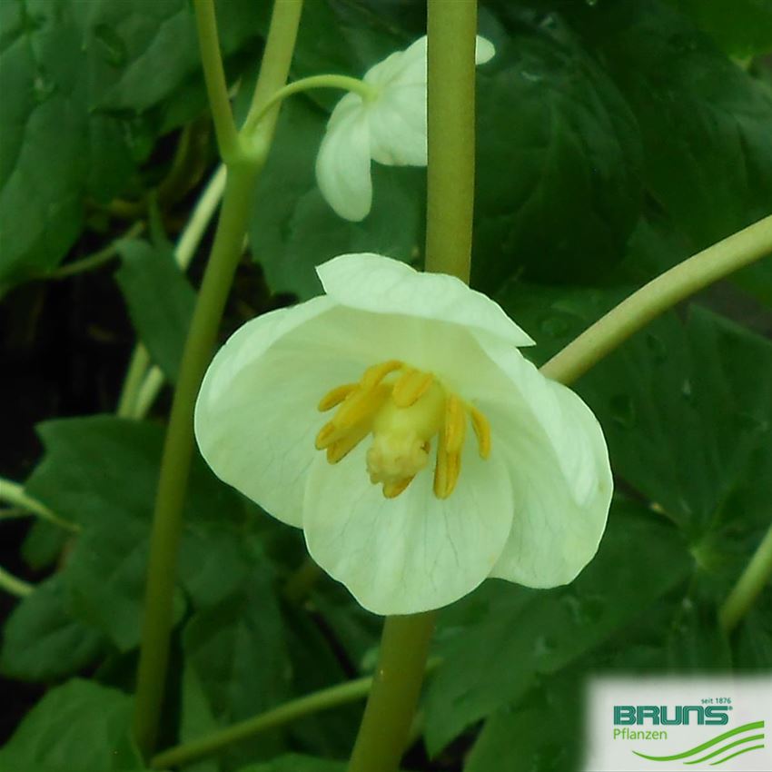 Podophyllum peltatum von Bruns Pflanzen