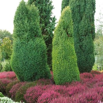 Juniperus communis 'Suecica', Swedish juniper von Bruns Pflanzen