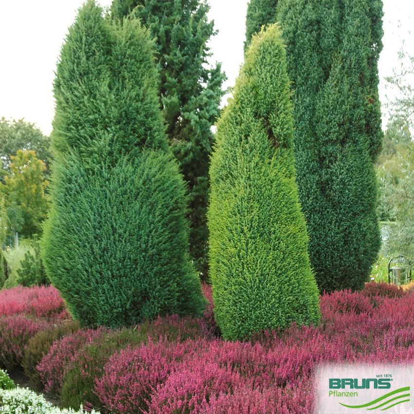 Juniperus communis 'Suecica', Swedish juniper von Bruns Pflanzen