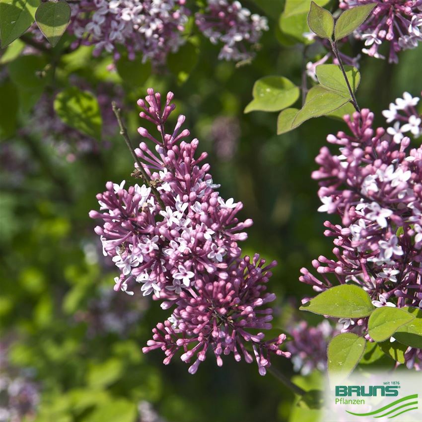 Syringa microphylla 'Superba' von Bruns Pflanzen