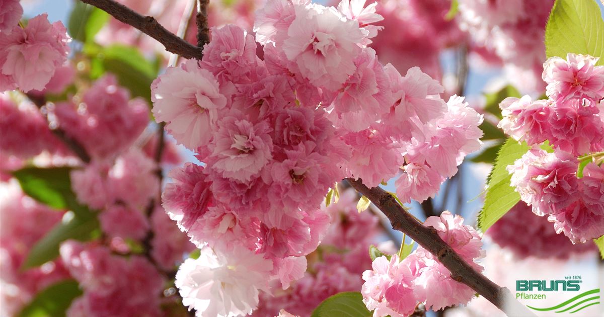 Prunus serrulata 'Pink Perfection' von Bruns Pflanzen