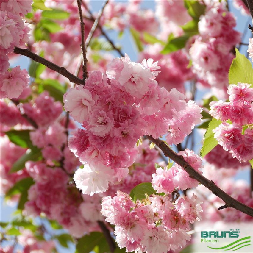 Prunus serrulata 'Pink Perfection' von Bruns Pflanzen