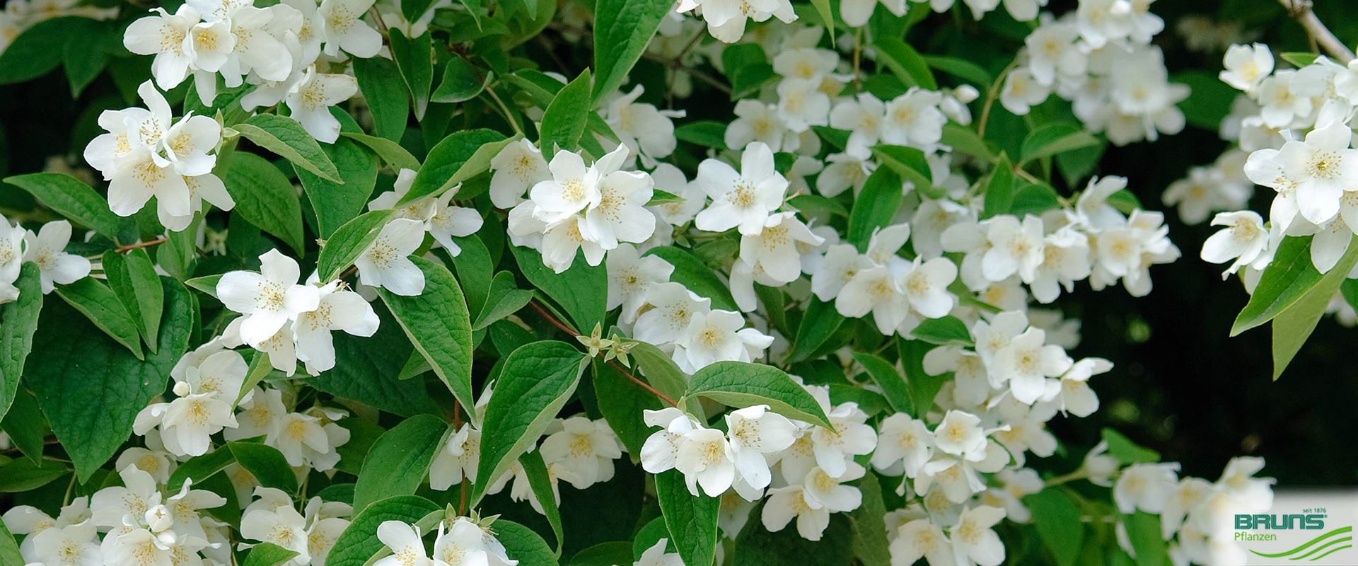 Philadelphus coronarius, Europäischer Pfeifenstrauch von Bruns Pflanzen