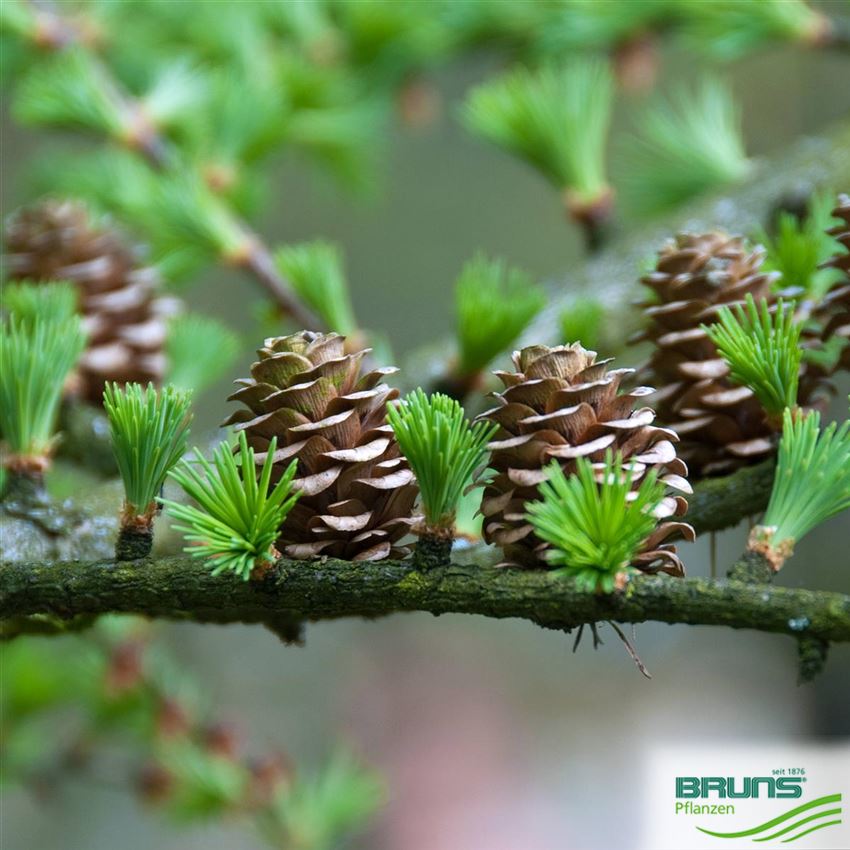 Larix kaempferi, Japanese larch von Bruns Pflanzen