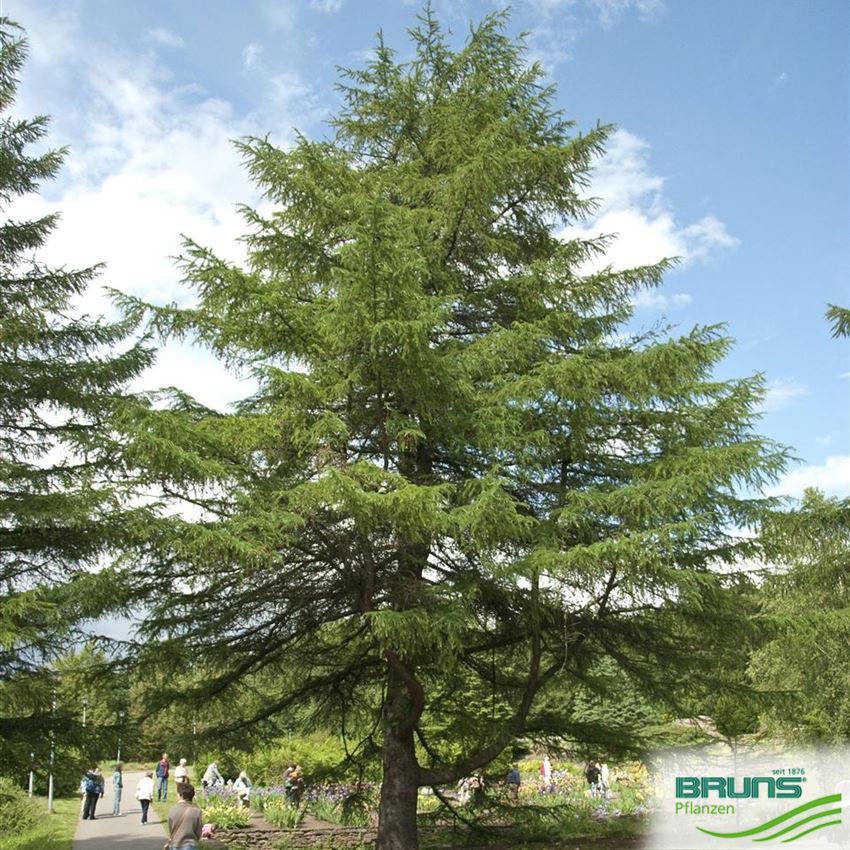 Larix kaempferi, Japanische Lärche von Bruns Pflanzen