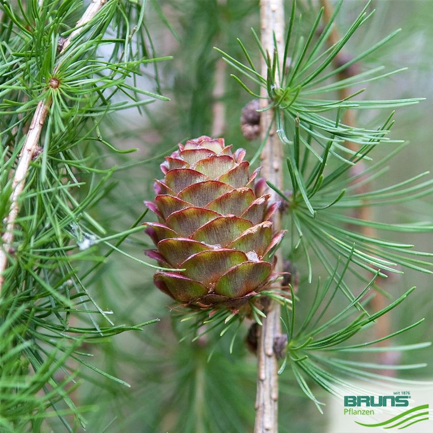 Larix kaempferi, Japanische Lärche von Bruns Pflanzen