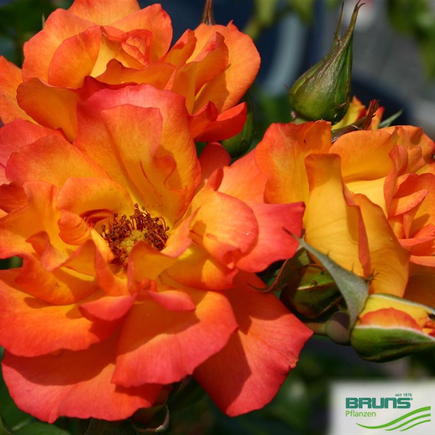 Strauchrose 'Bonanza' (R) von Bruns Pflanzen