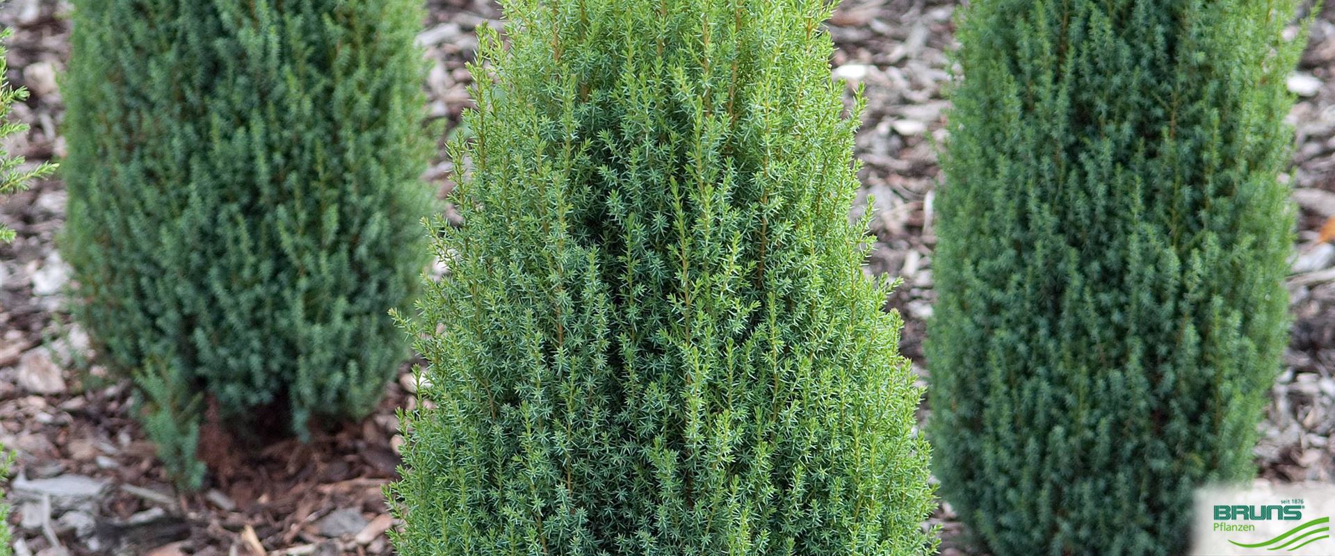 Juniperus communis 'Compressa' von Bruns Pflanzen