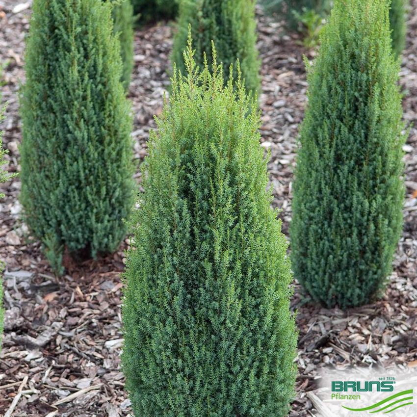 Juniperus communis 'Compressa' von Bruns Pflanzen