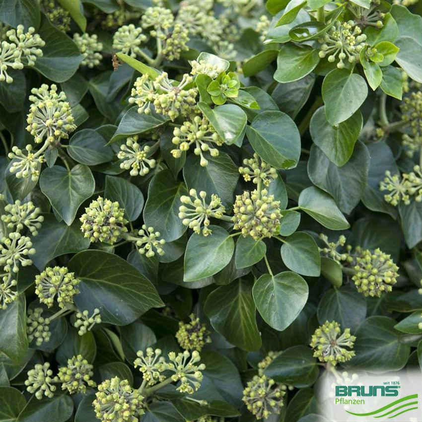 Hedera helix 'Arbori Compact', lierre en arbre nain von Bruns Pflanzen