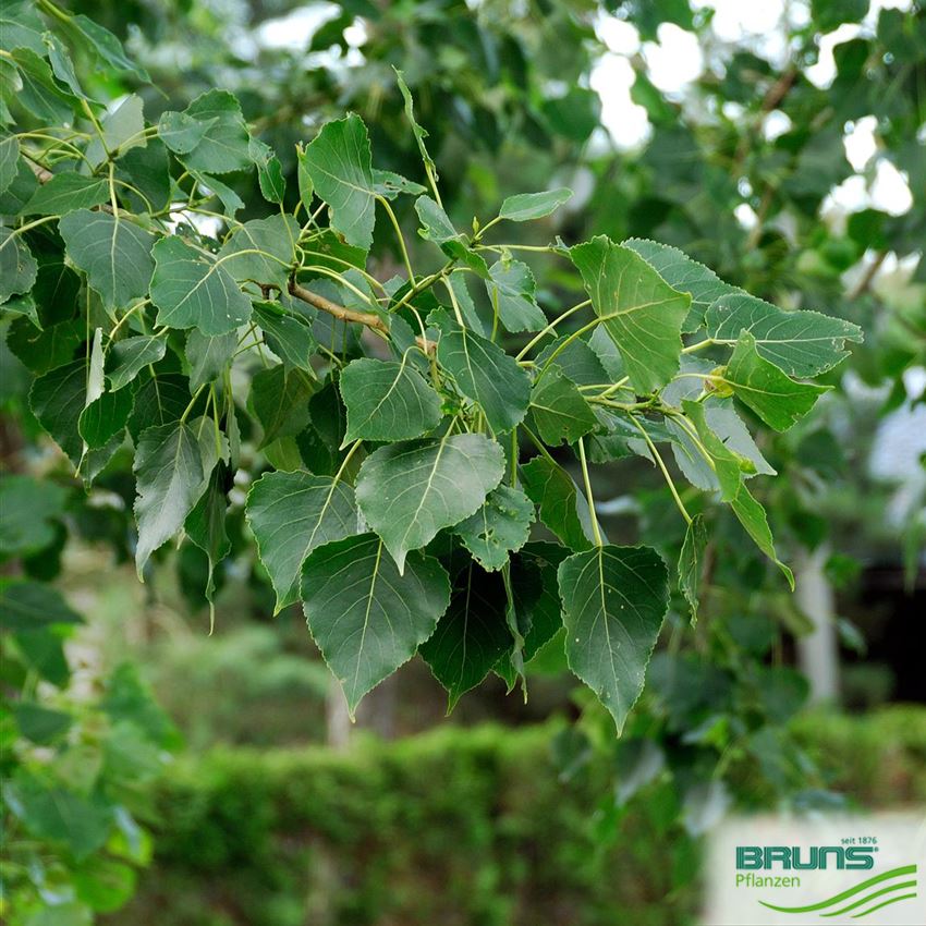Populus nigra, Black poplar von Bruns Pflanzen