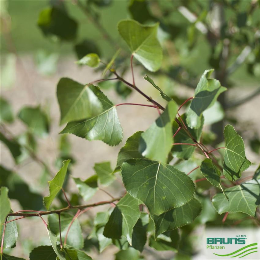Populus nigra, Black poplar von Bruns Pflanzen