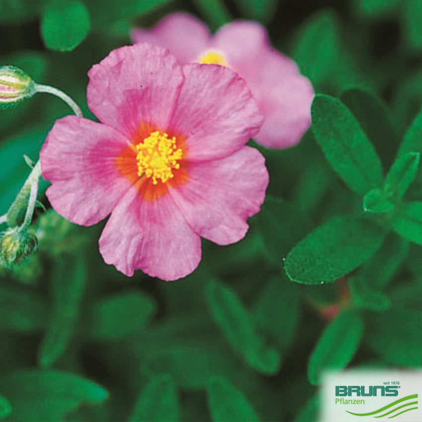 Helianthemum 'Lawrensons Pink' von Bruns Pflanzen