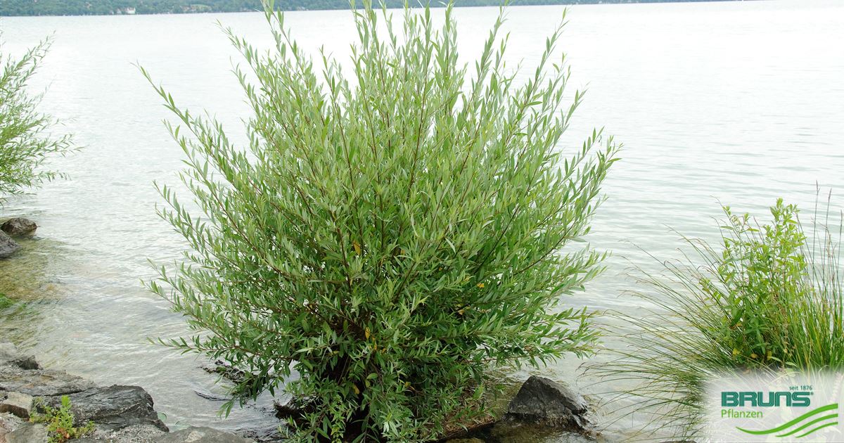 Salix purpurea, Purpur-Weide von Bruns Pflanzen