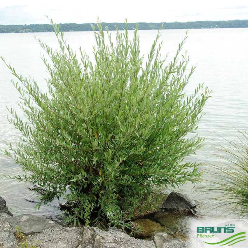 Salix purpurea, Purpur-Weide von Bruns Pflanzen