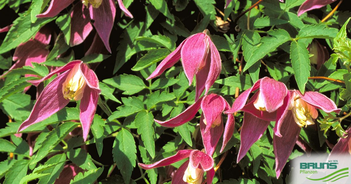 Clematis alpina 'Ruby' von Bruns Pflanzen