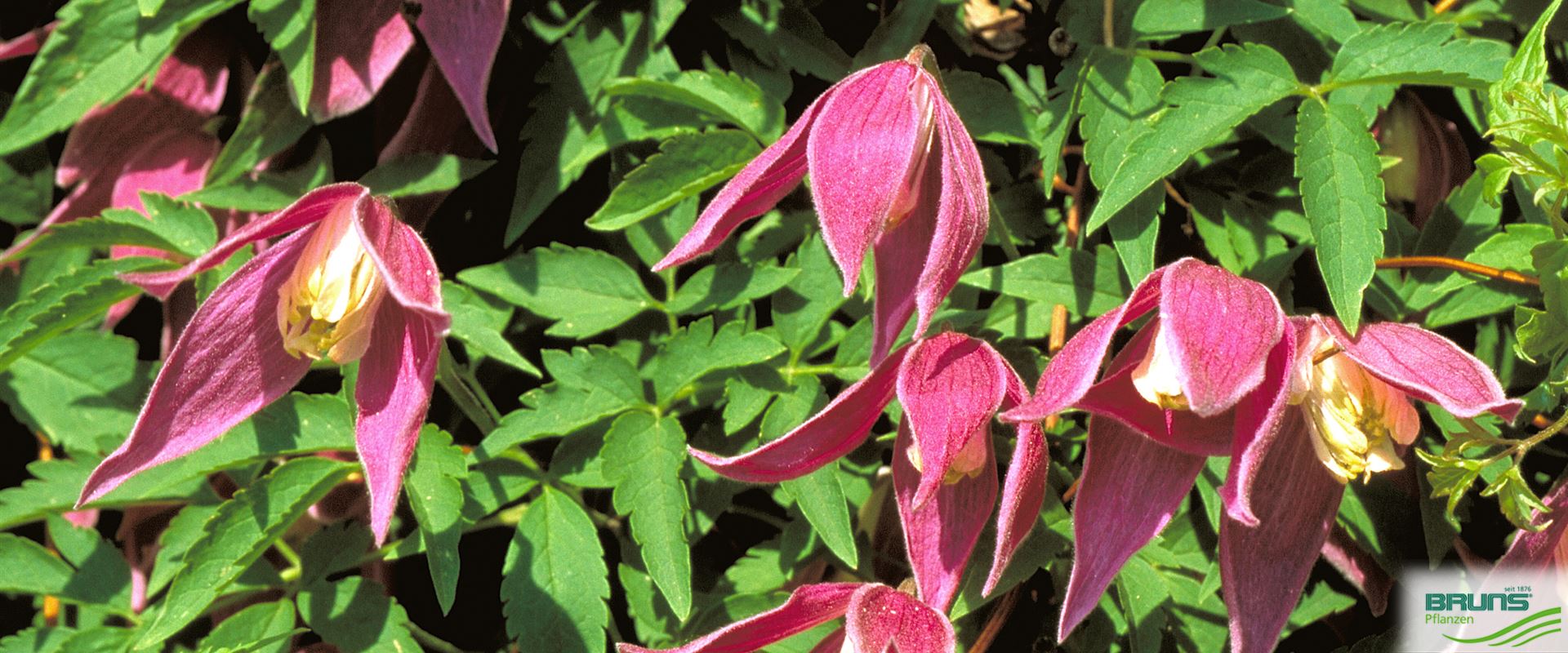 Clematis alpina 'Ruby' von Bruns Pflanzen