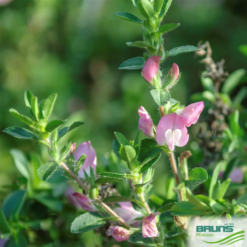 Ononis spinosa von Bruns Pflanzen