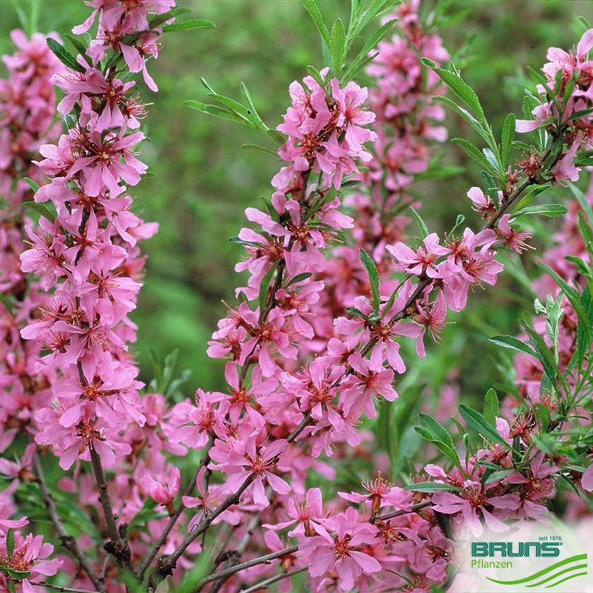 Prunus tenella 'Fire Hill', Russische Zwerg-Mandel von Bruns Pflanzen