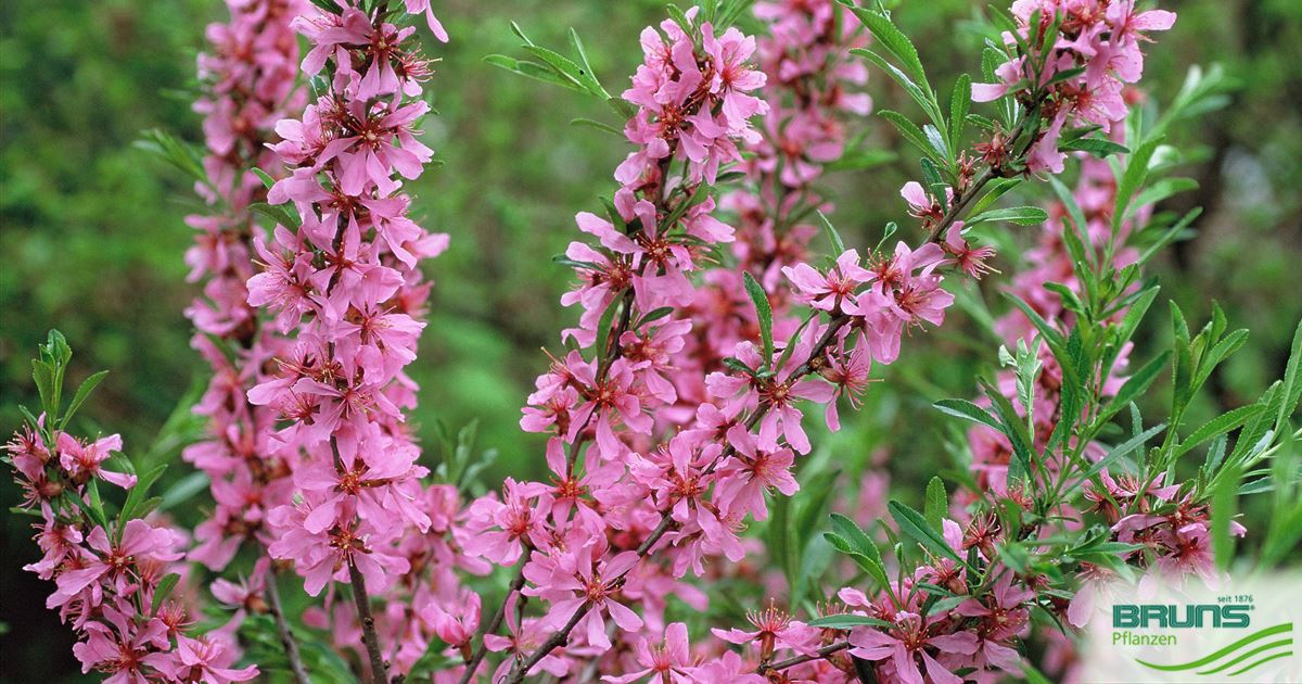 Prunus tenella 'Fire Hill' von Bruns Pflanzen