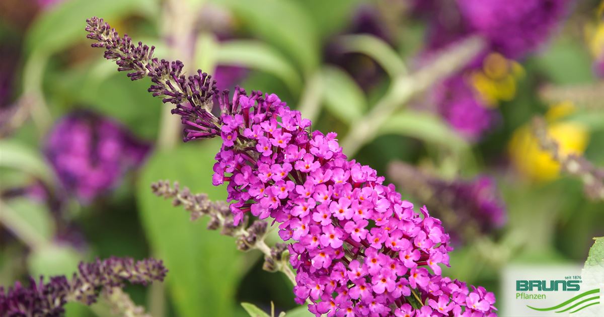 Buddleja 'Buzz Pink Purple' (R) von Bruns Pflanzen