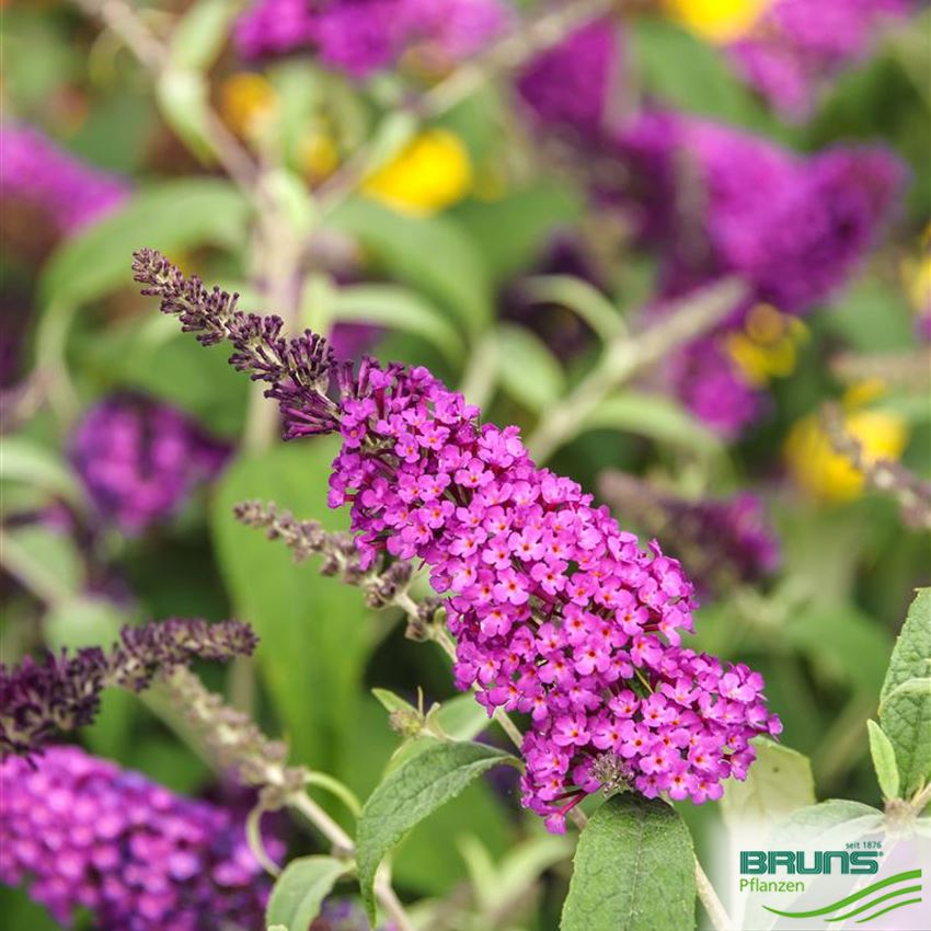 Buddleja 'Buzz Pink Purple' (R) von Bruns Pflanzen