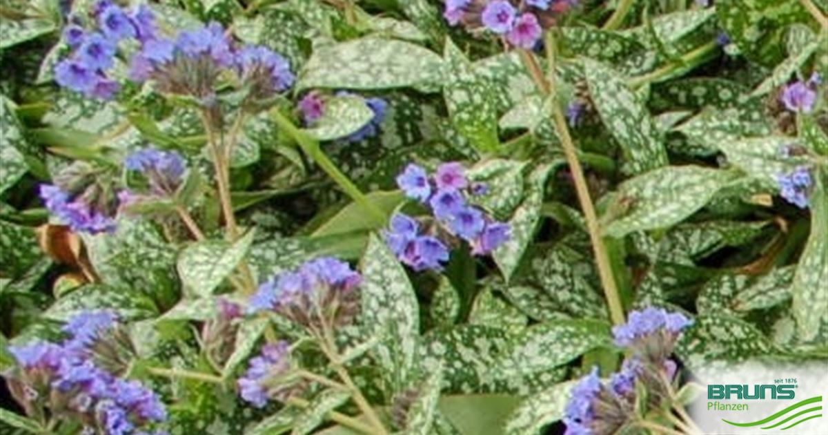 Pulmonaria 'Trevi Fountain' von Bruns Pflanzen