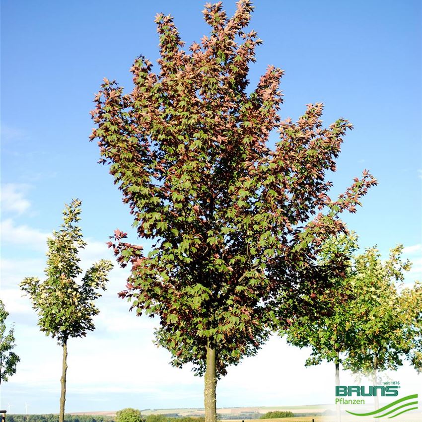 Acer pseudoplatanus 'Atropurpureum' von Bruns Pflanzen