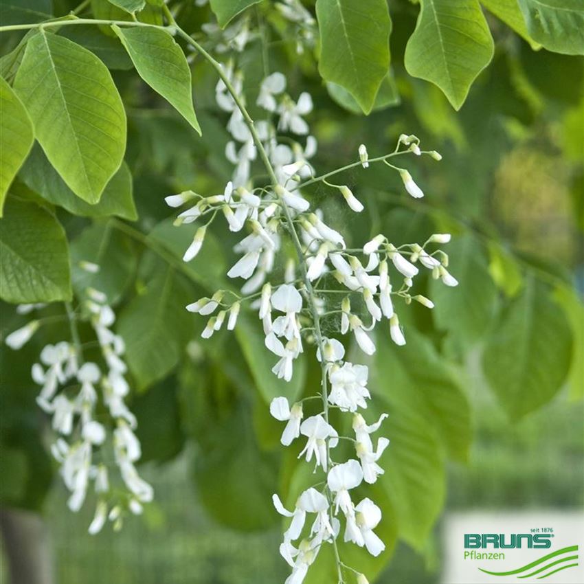 Cladrastis kentukea von Bruns Pflanzen