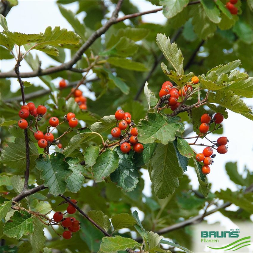 Sorbus intermedia 'Brouwers' von Bruns Pflanzen