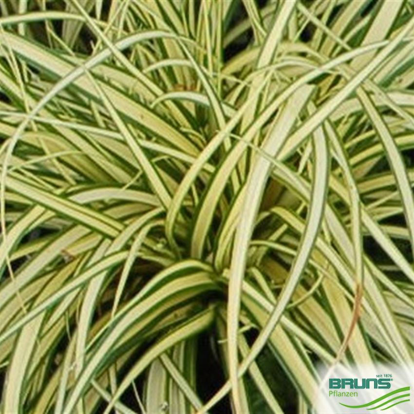 Carex oshimensis 'Evergold' von Bruns Pflanzen