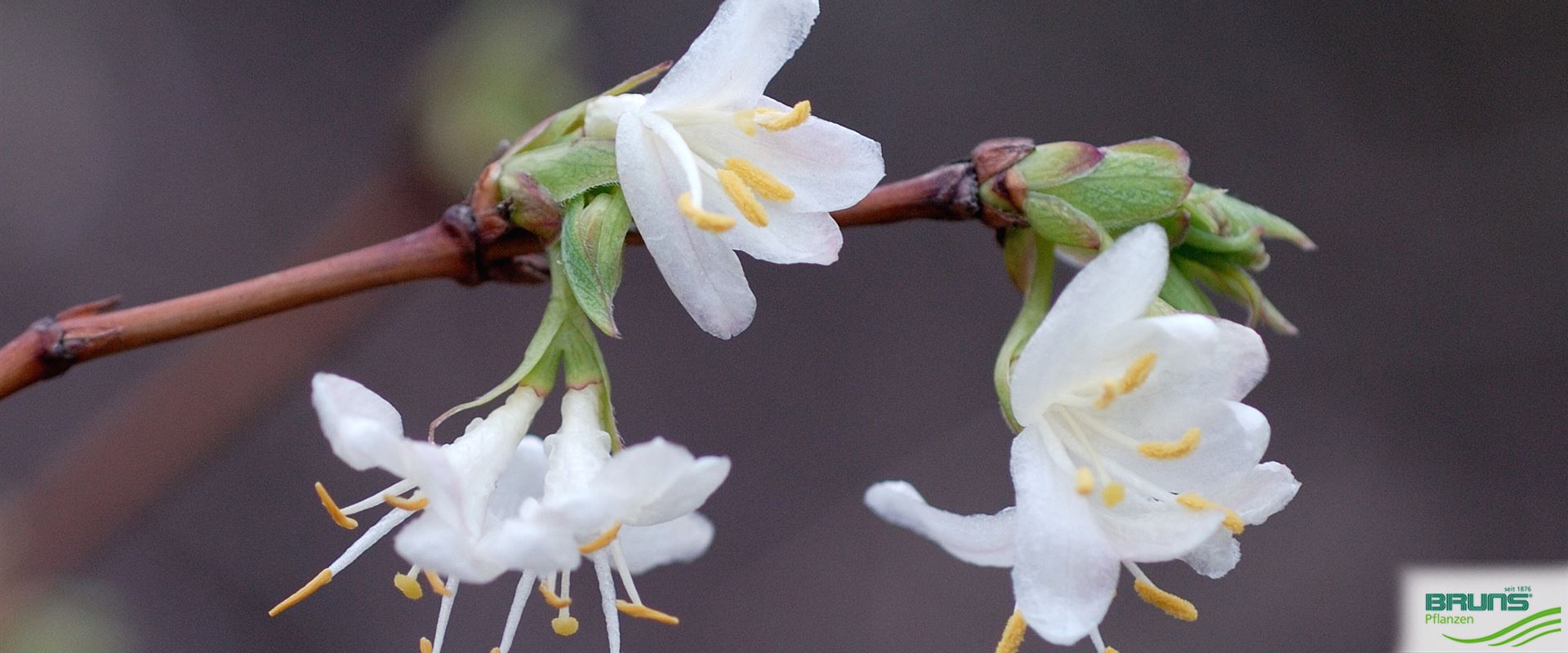 Lonicera x purpusii, Winter honeysuckle von Bruns Pflanzen