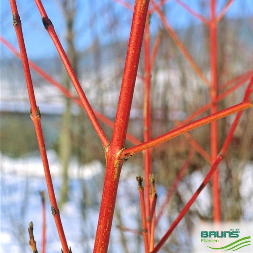 Cornus sanguinea 'Winter Beauty' von Bruns Pflanzen