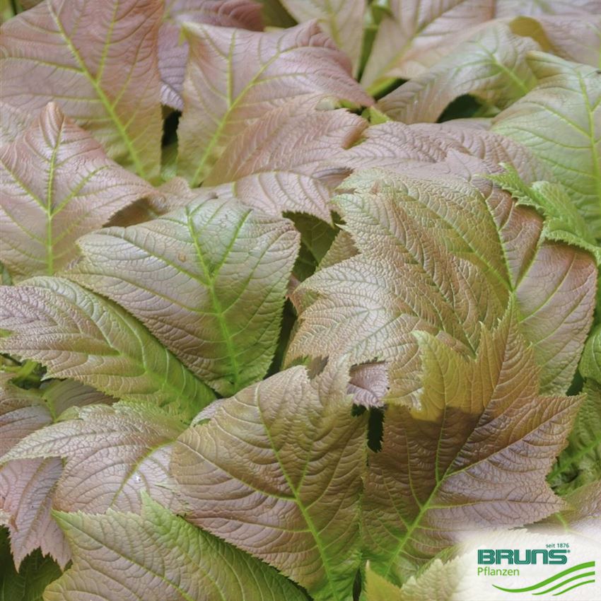 Rodgersia podophylla 'Rotlaub' von Bruns Pflanzen