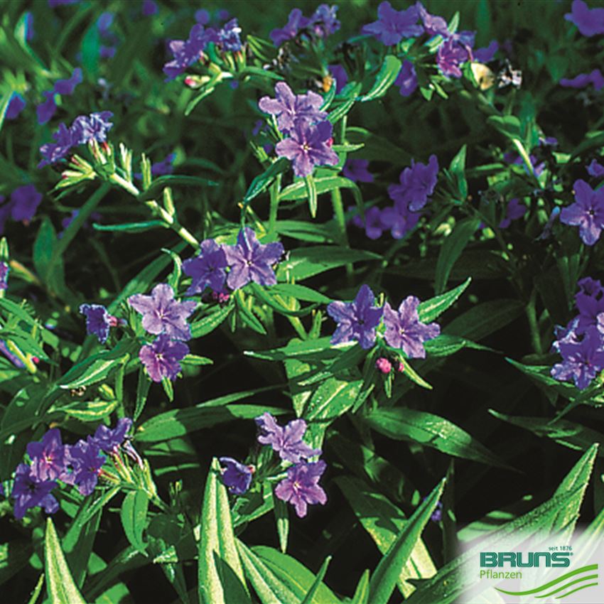 Buglossoides purpurocaerulea von Bruns Pflanzen