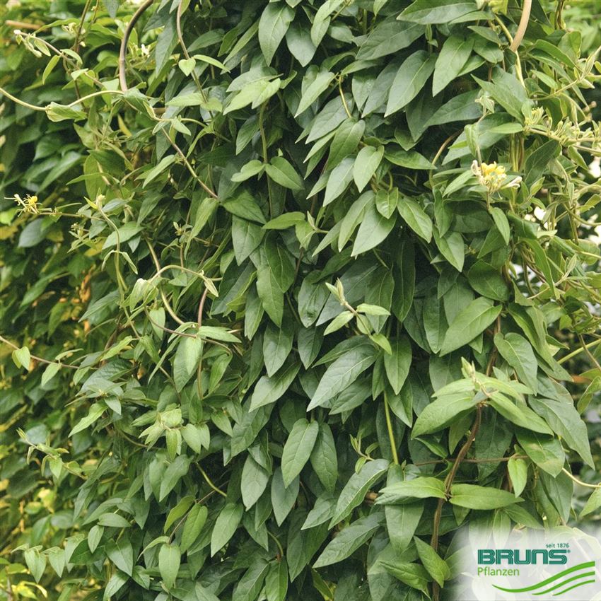 Lonicera acuminata, Kriechende Heckenkirsche von Bruns Pflanzen